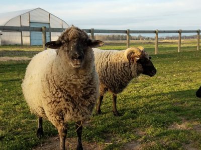 5 Critical Sheep Breeds for the Homestead - Countryside